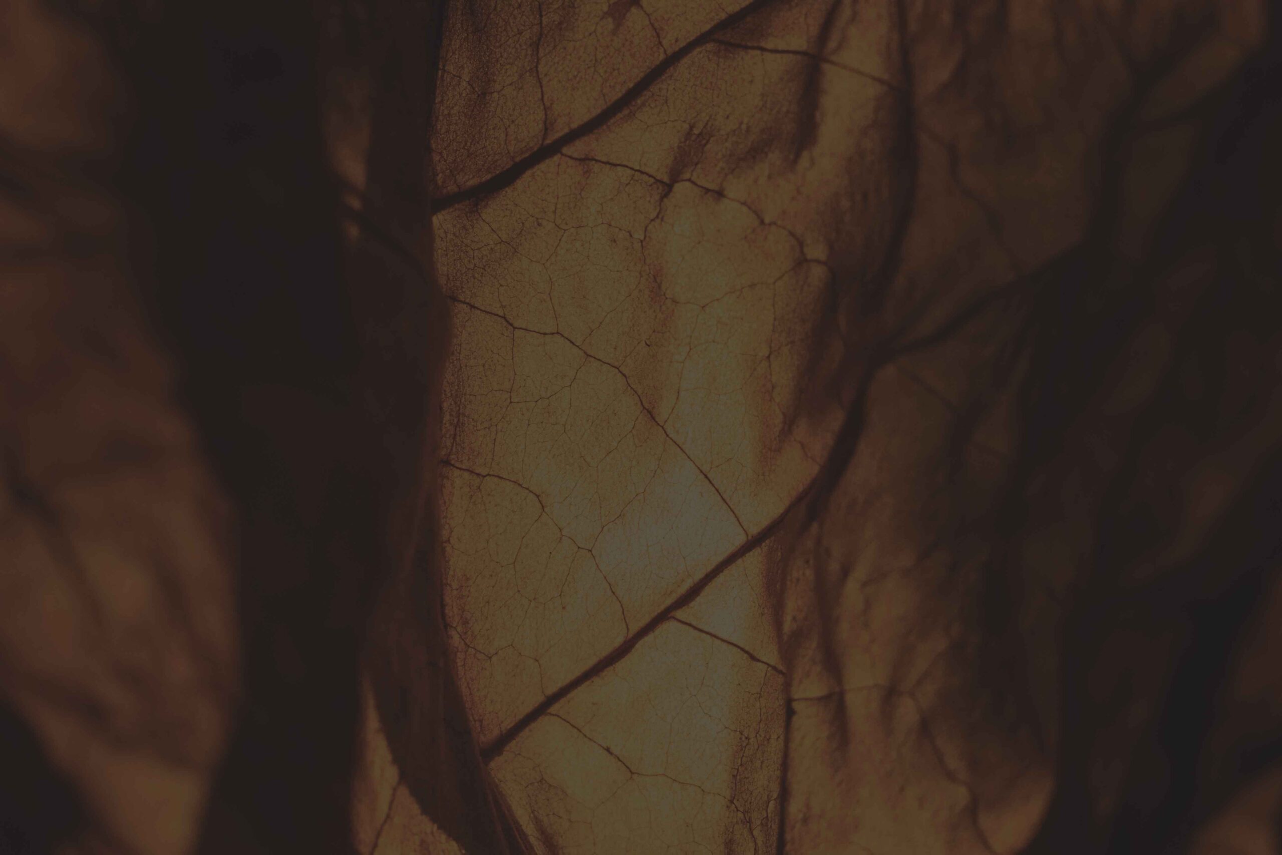 Dead Leaf Supply Co. – Tobacconist & Gentleman's Mercantile